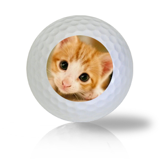 Cat Golf Balls - Halfpricegolfballs.com– Half Price Golf Balls